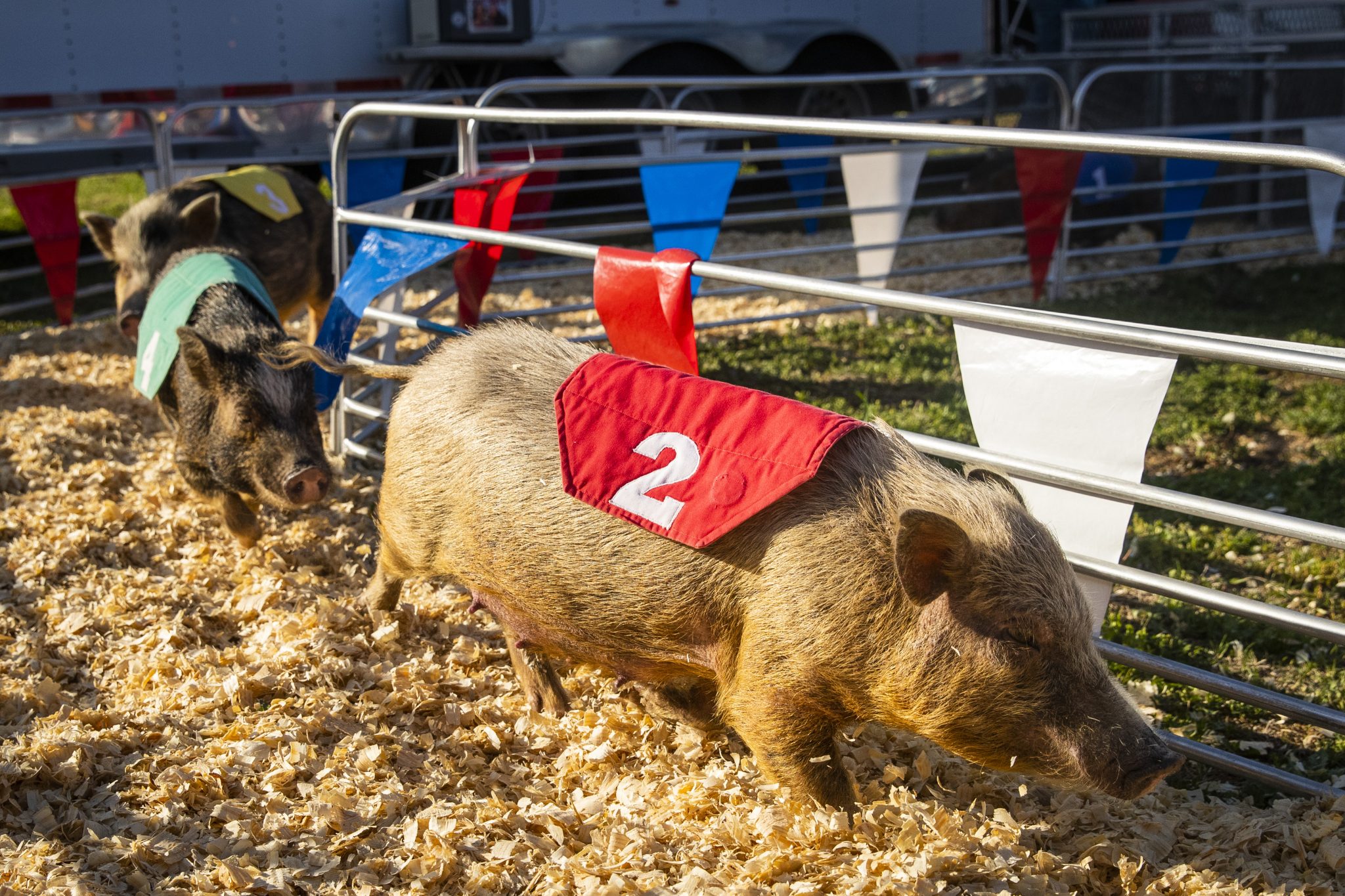 Swifty Swine Pig Races pace fan entertainment at COTA - Jayski's NASCAR ...